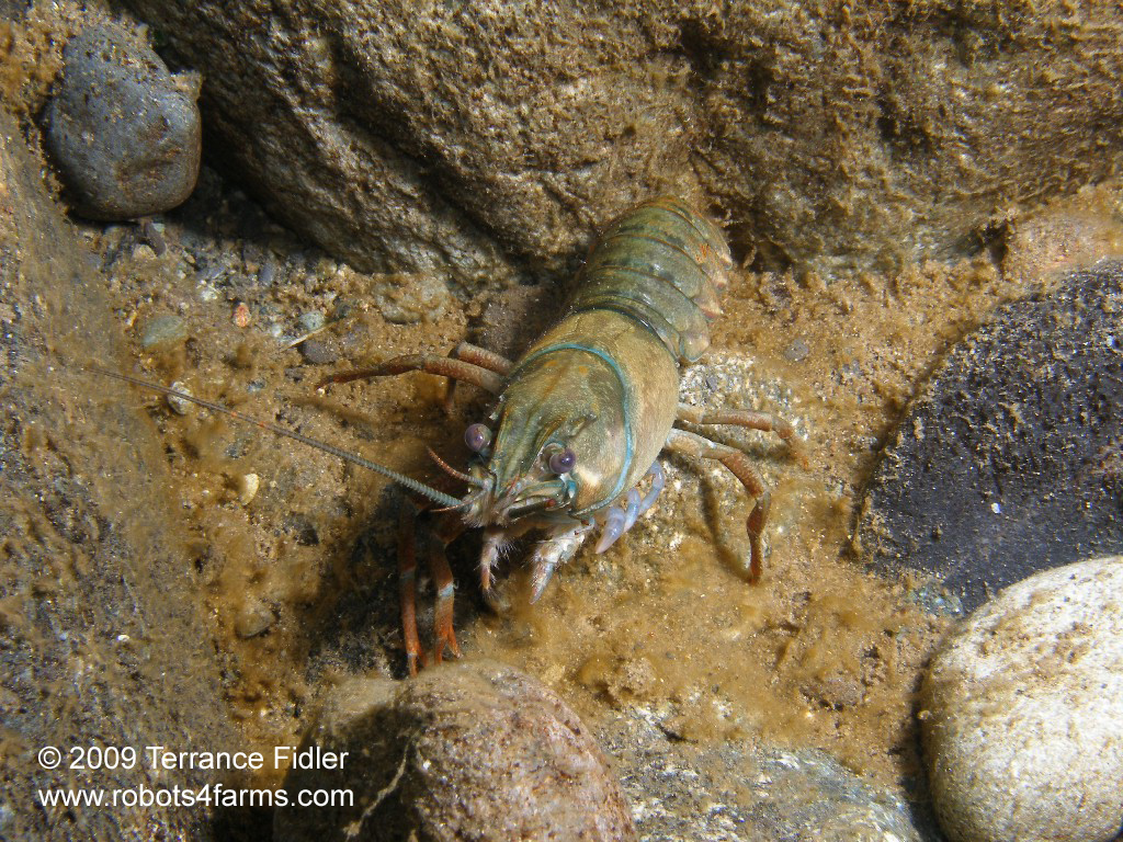 Aquatic but non-marine life from Vancouver Island: Scuba Diving Pictures