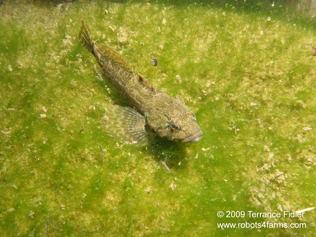 Aquatic but non-marine life from Vancouver Island: Scuba Diving Pictures