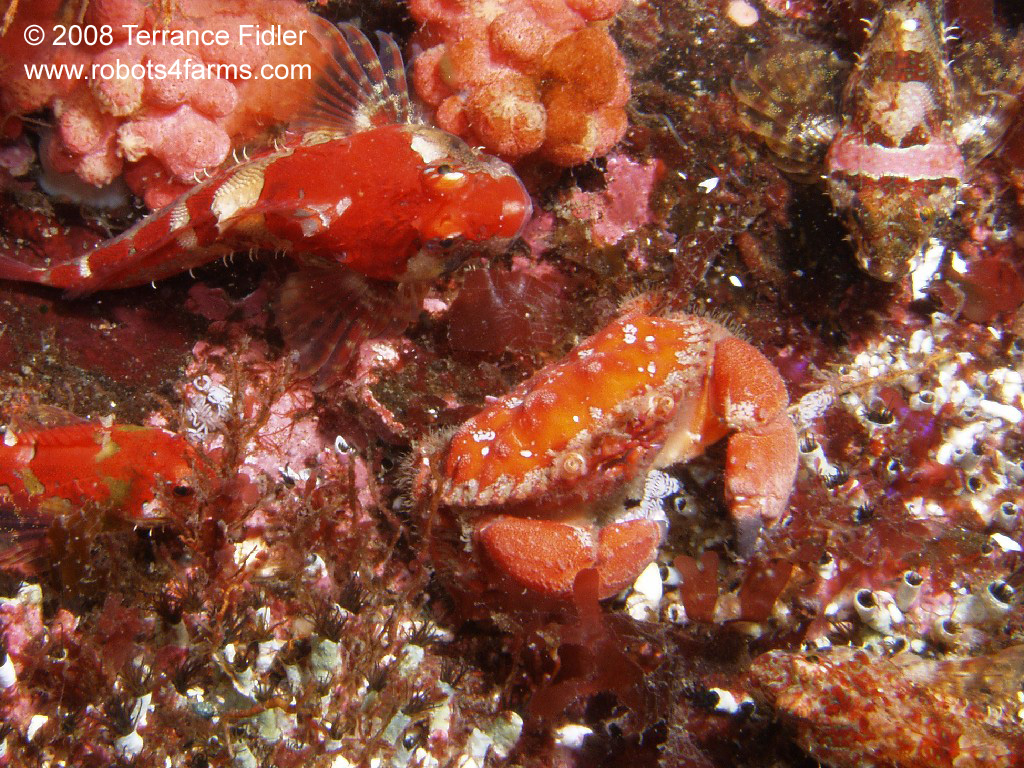 Bob's Spot in the Plumper Island Group: Scuba Diving Pictures