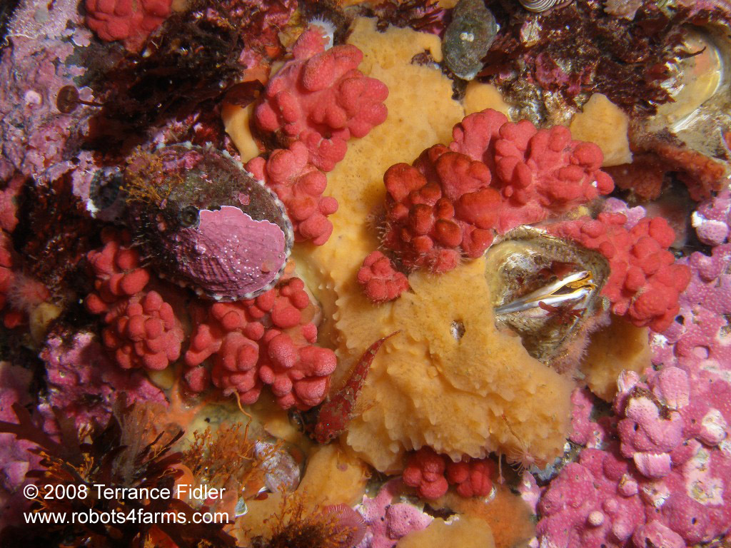 Bob's Spot in the Plumper Island Group: Scuba Diving Pictures