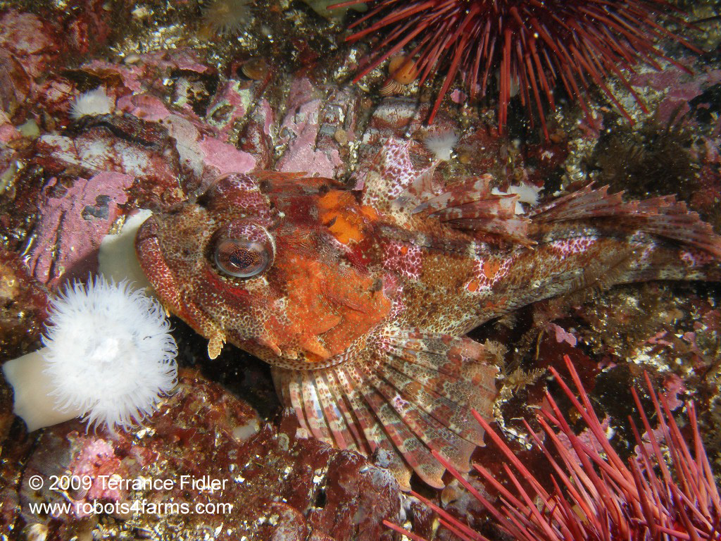 Various Scuba Diving sites in Browning Passage near Port Hardy: Scuba ...