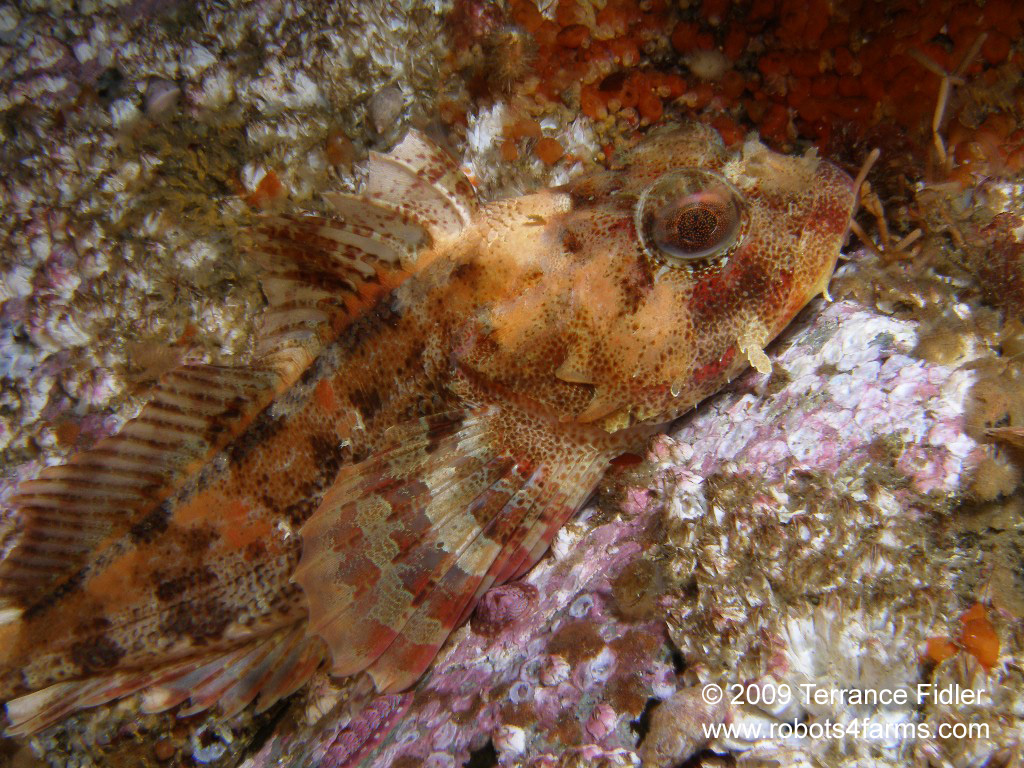 Various Scuba Diving sites in Browning Passage near Port Hardy: Scuba ...