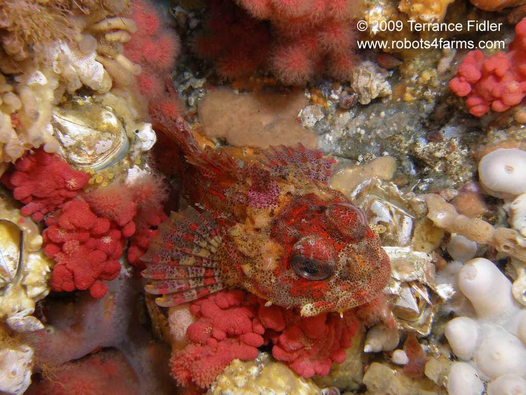 Various Scuba Diving sites in Browning Passage near Port Hardy: Scuba ...