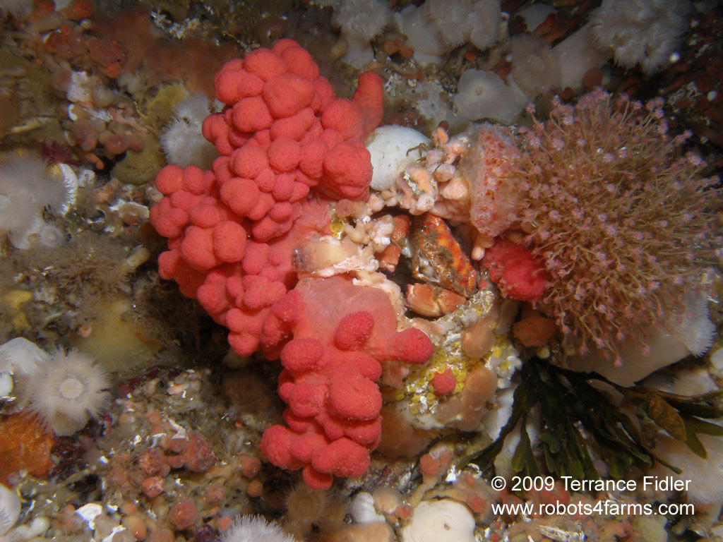 Various Scuba Diving sites in Browning Passage near Port Hardy: Scuba ...