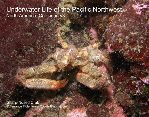 Fish, Crab, Nudibranch, Starfish... other 2010/2011 Calendars