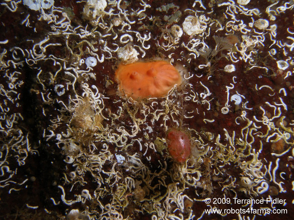 Daphne Islet in Brentwood Bay: Scuba Diving Pictures