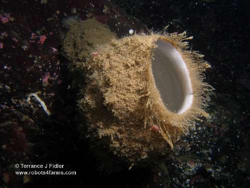 Dolphin Beach near Nanoose Bay: Scuba Diving Pictures