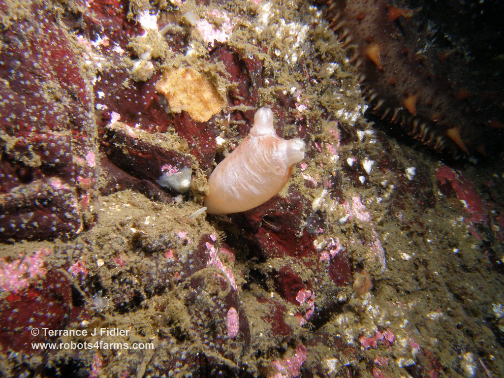 Dolphin Beach near Nanoose Bay: Scuba Diving Pictures