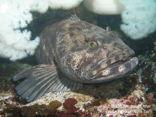 Fathom Five near Port Hardy: Scuba Diving Pictures
