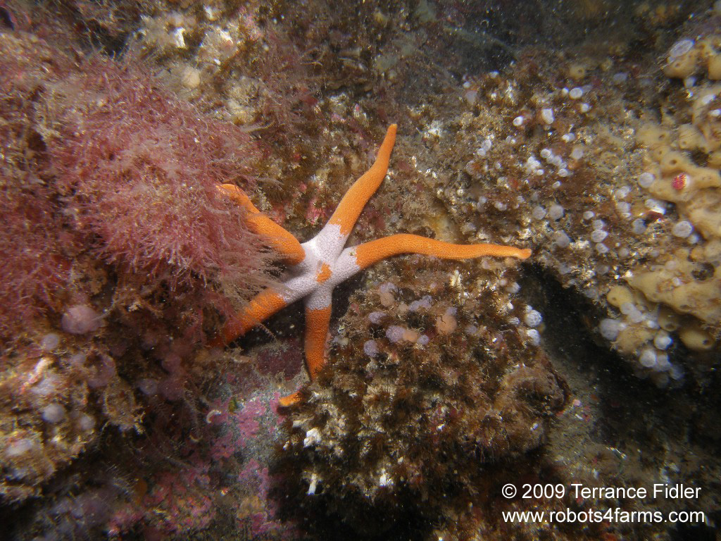 Forest Island (north end) near Sidney, B.C.: Scuba Diving Pictures