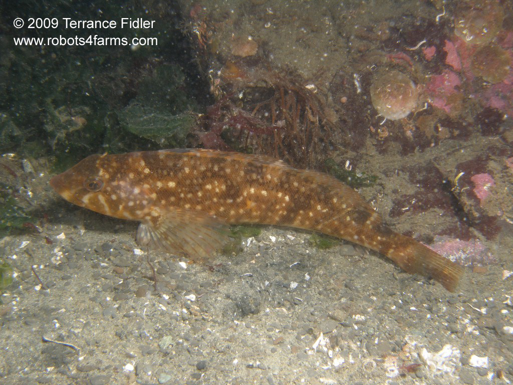 Maplebay east of Duncan: Scuba Diving Pictures, Digital Images ...