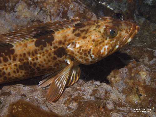 McKenzie Bight: Scuba Diving Pictures