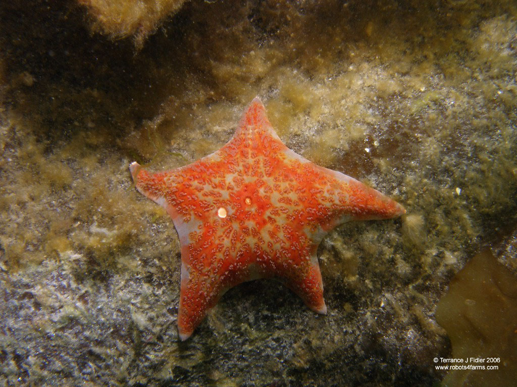 McKenzie Bight: Scuba Diving Pictures