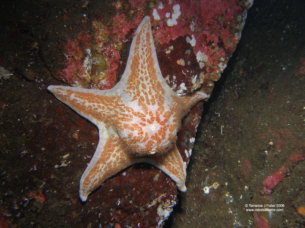 McKenzie Bight: Scuba Diving Pictures