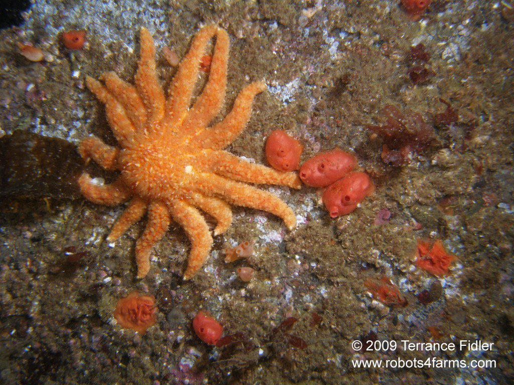 Porteau Cove Marine Park: Scuba Diving Pictures