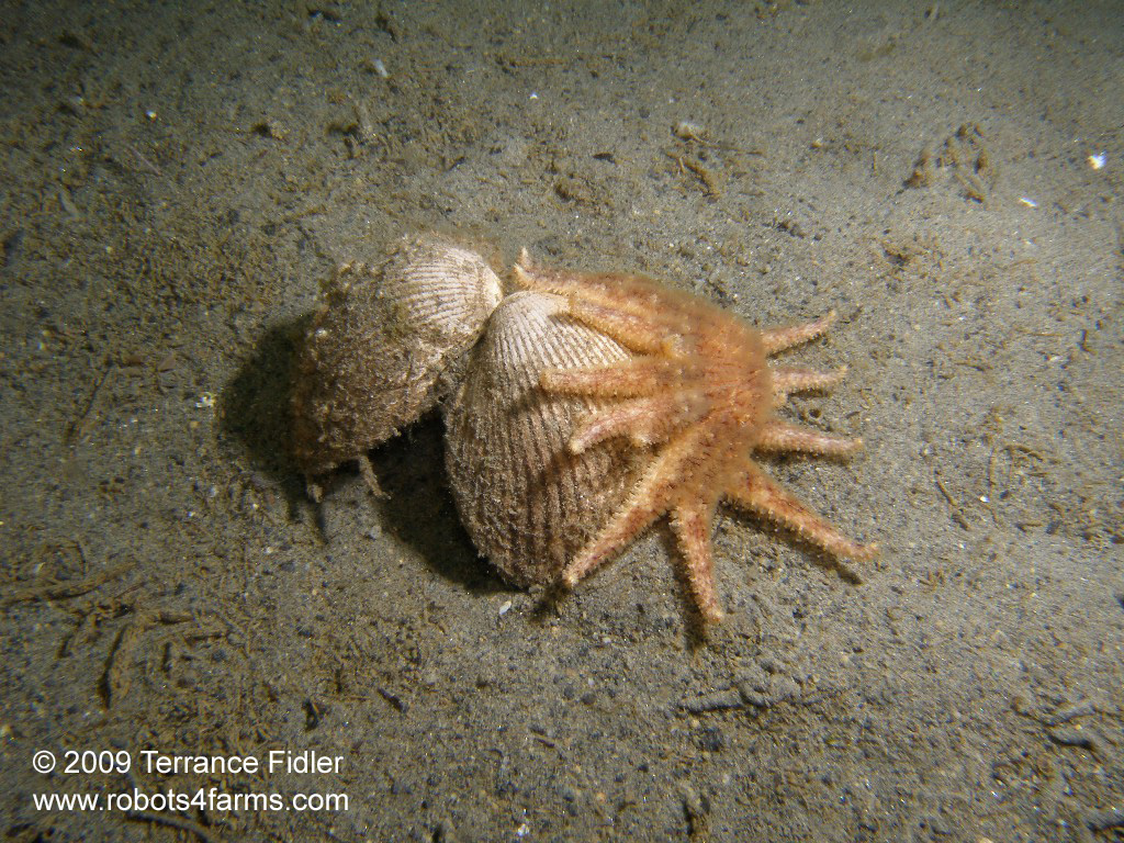 Porteau Cove Marine Park: Scuba Diving Pictures