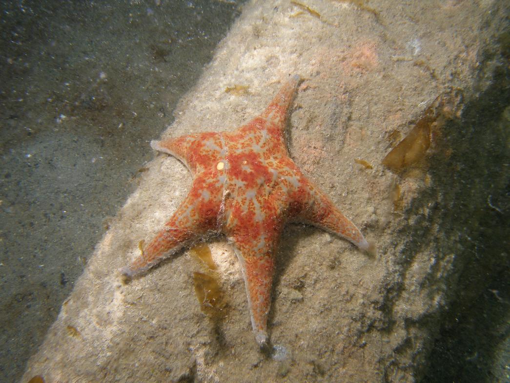 Porteau Cove Marine Park: Scuba Diving Pictures
