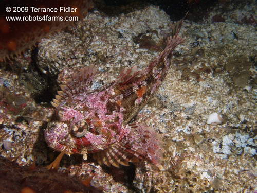 Bear Cove of Port Hardy: Scuba Diving Pictures