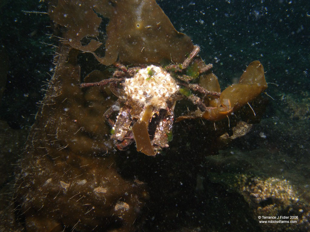 Bear Cove of Port Hardy: Scuba Diving Pictures