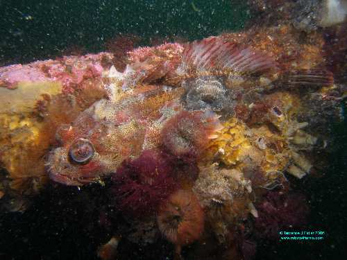 Port McNeill: Scuba Diving Pictures