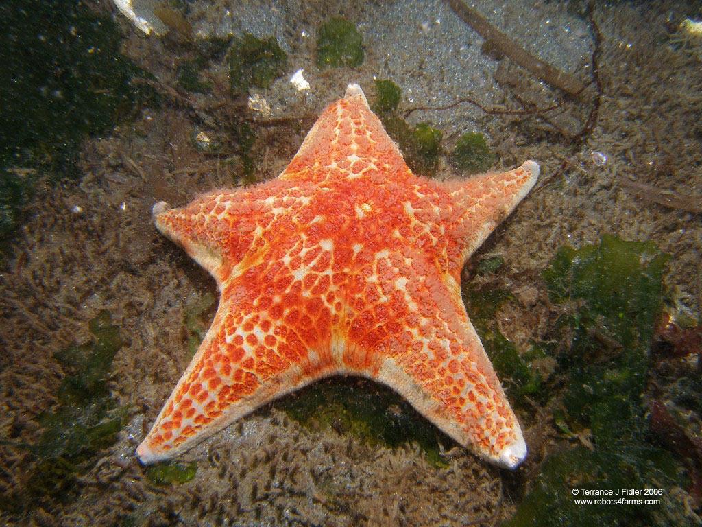 Port McNeill: Scuba Diving Pictures