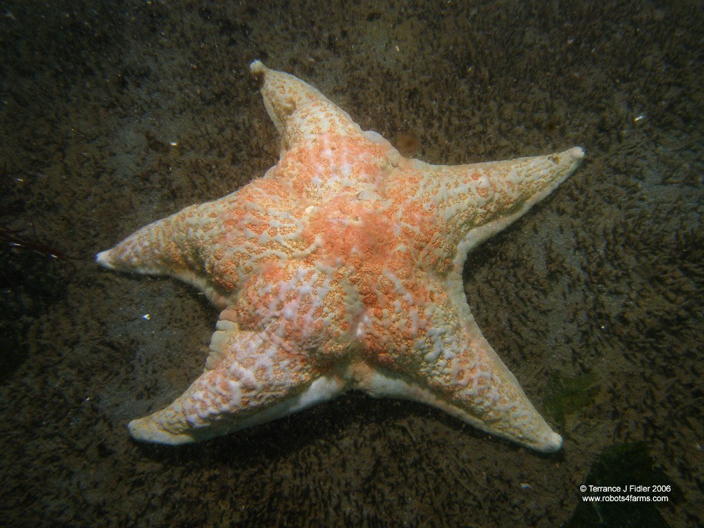 Port McNeill: Scuba Diving Pictures