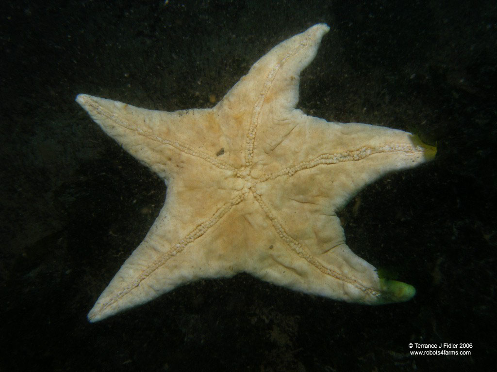 Port McNeill: Scuba Diving Pictures