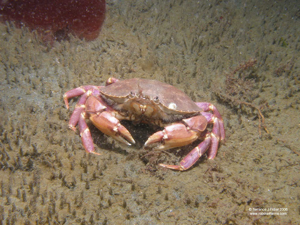 Port McNeill: Scuba Diving Pictures