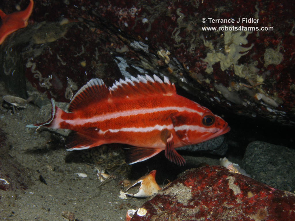 Saltery Bay near the city of Powell River: Scuba Diving Pictures