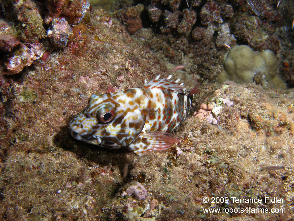 Kaui - an island of Hawaii: Scuba Diving Pictures