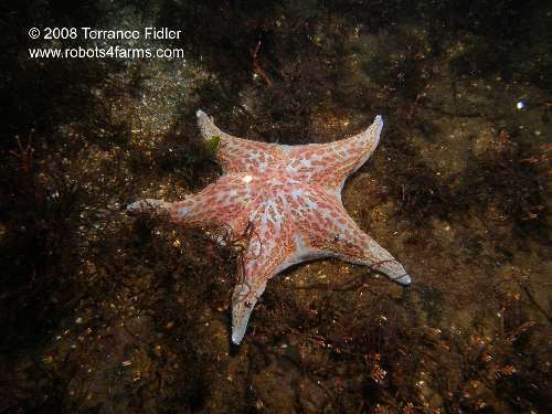 Wall Beach near Nanoose Bay: Scuba Diving Pictures