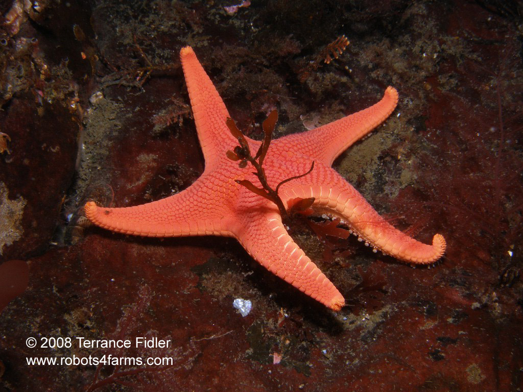 Wall Beach near Nanoose Bay: Scuba Diving Pictures