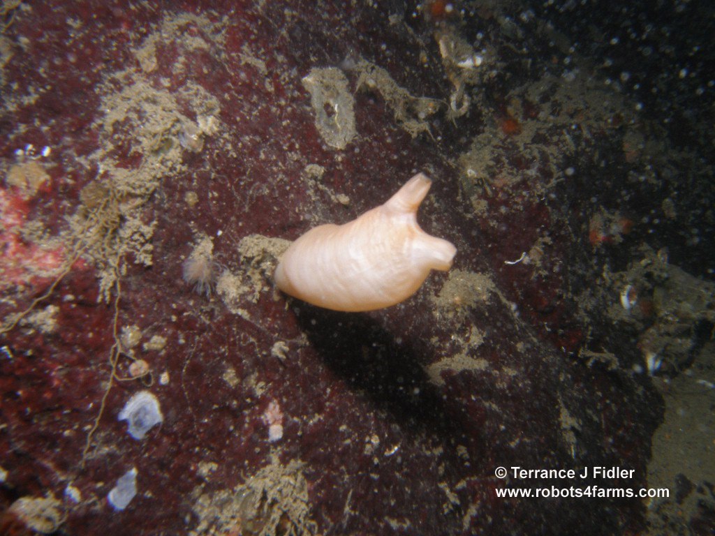 Whytecliff, Vancouver: Scuba Diving Pictures