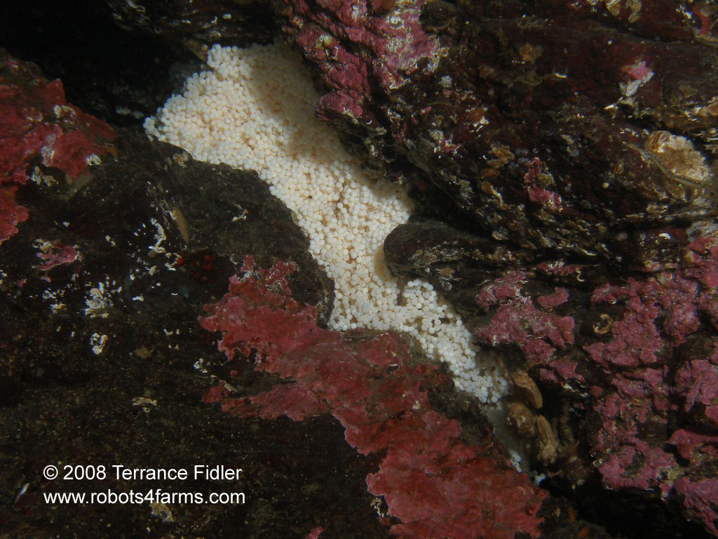 Willis Point, Sidney: Scuba Diving Pictures