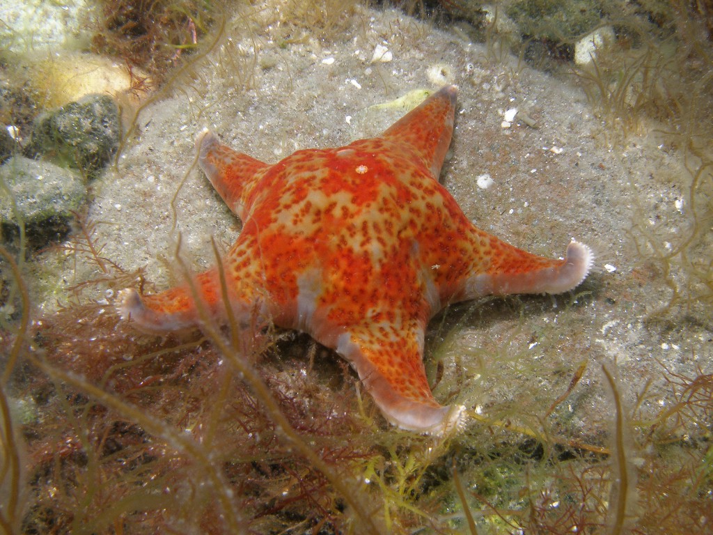 Willis Point, Sidney: Scuba Diving Pictures
